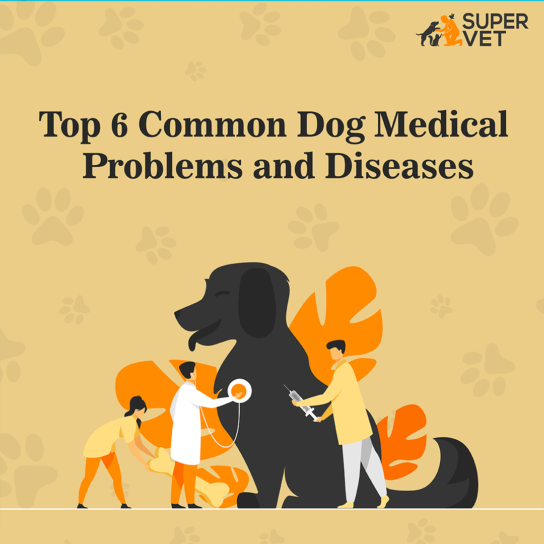 Top 6 Common Dog Medical Problems Diseases Supervet Top 6 Common Dog Medical Problems Diseases Supervet