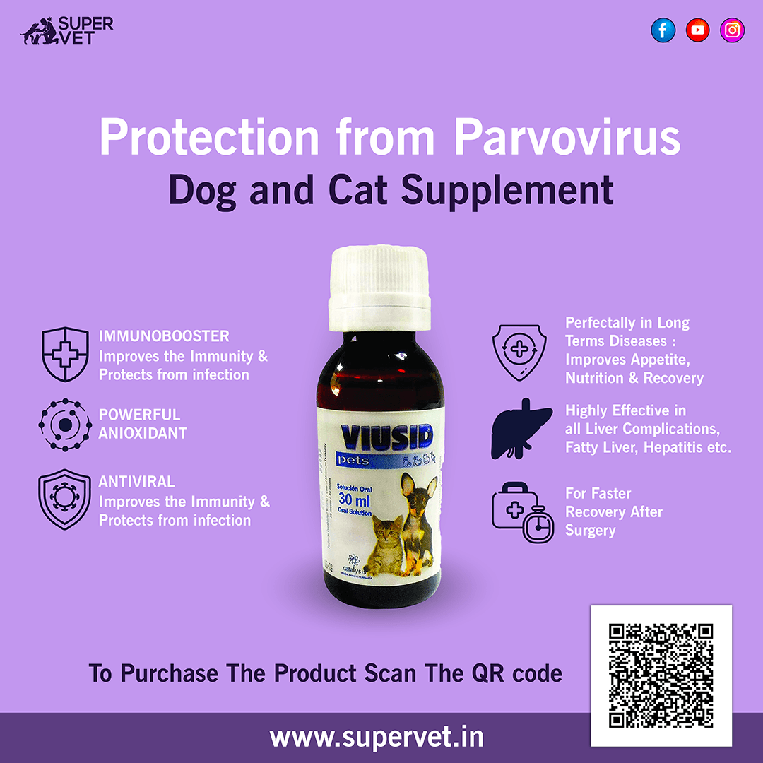 What is Parvovirus in Dogs? | Canine parvovirus and Its Treatment