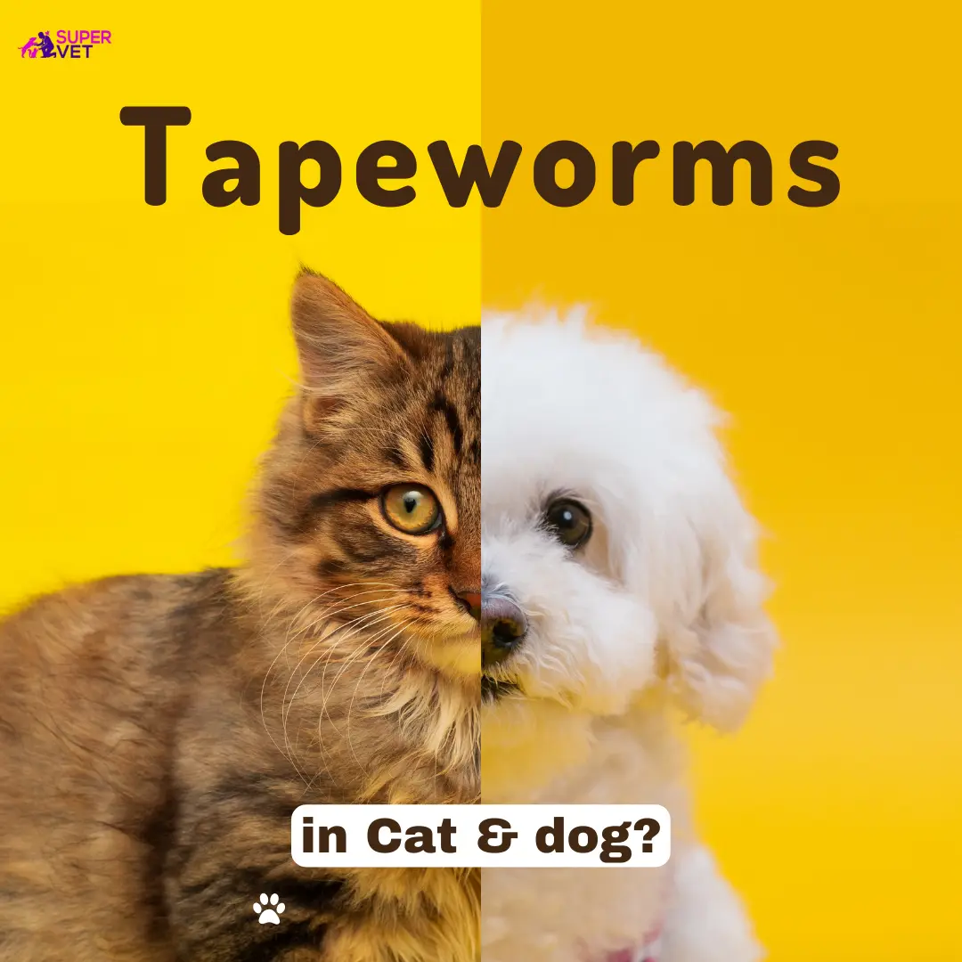 Tapeworms In Cats & Dogs: Cause, Symptoms, Treatment & Prevention
